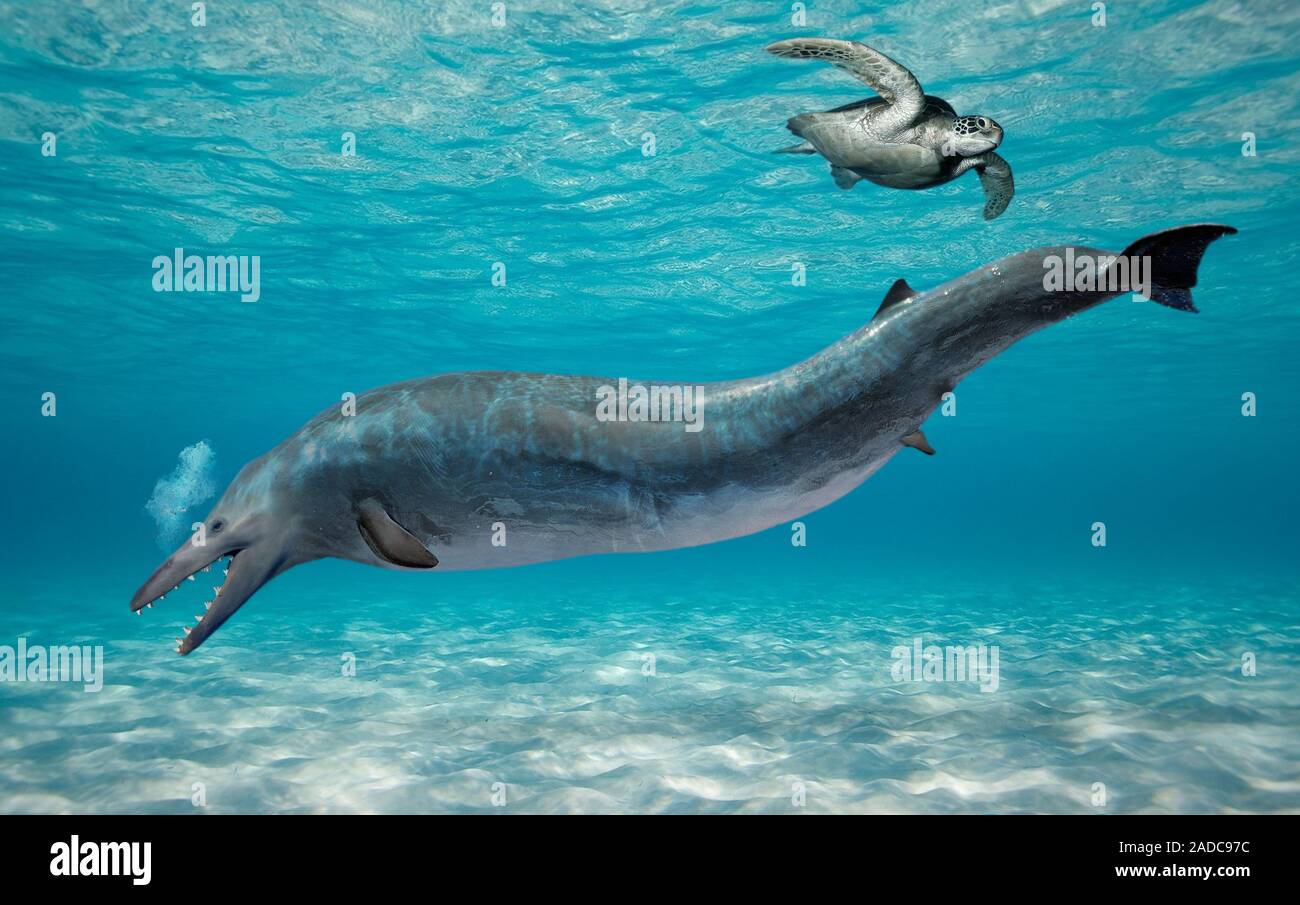 Dorudon atria. Illustration and photo-reconstruction of the ancient ...