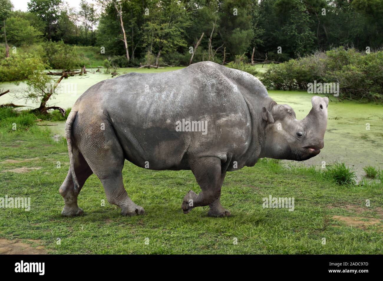 Embolotherium ergilense. Illustration and photo-reconstruction of the ...