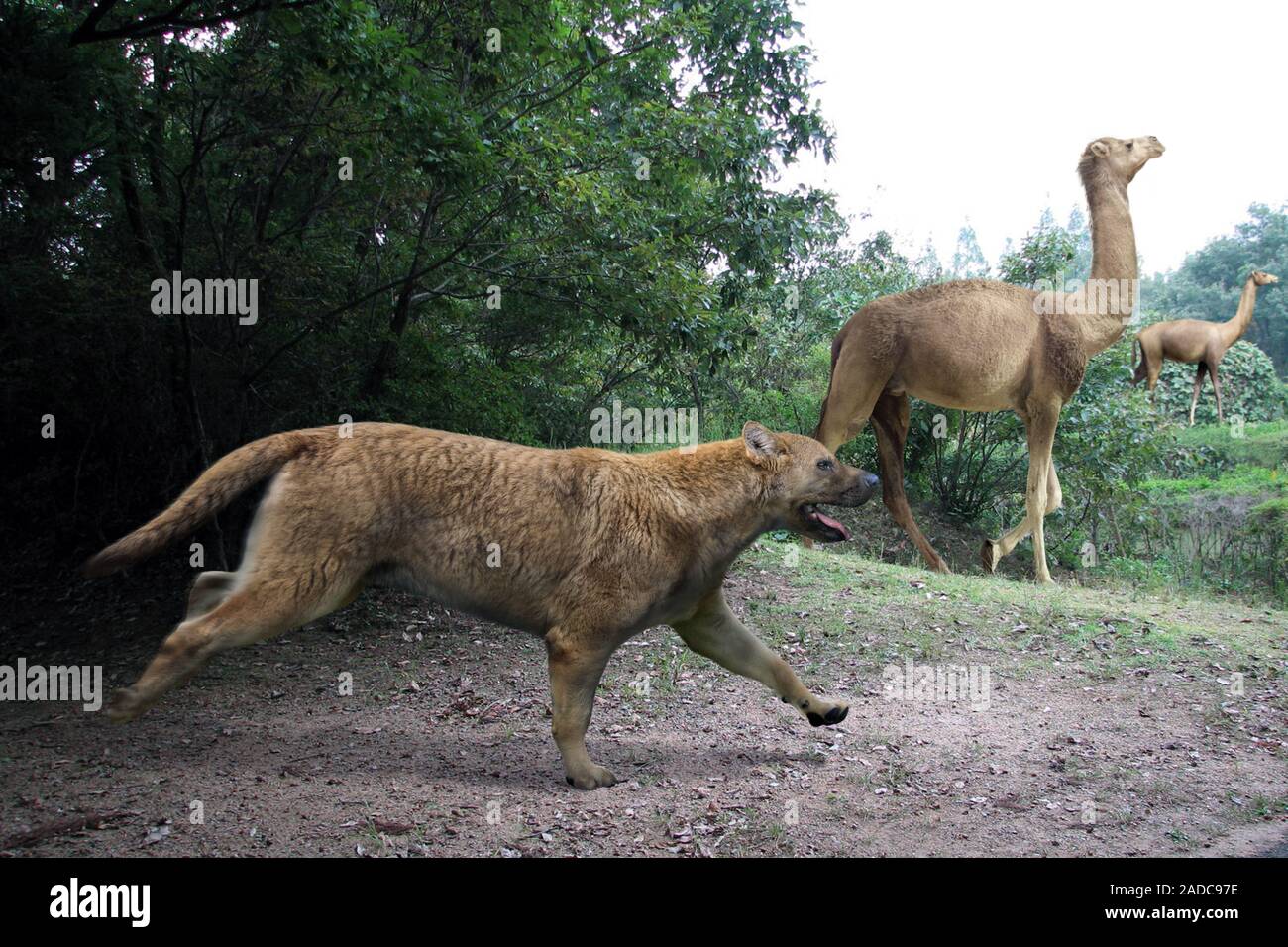 Epicyon haydeni. Illustration and photo-reconstruction of the gigantic ...