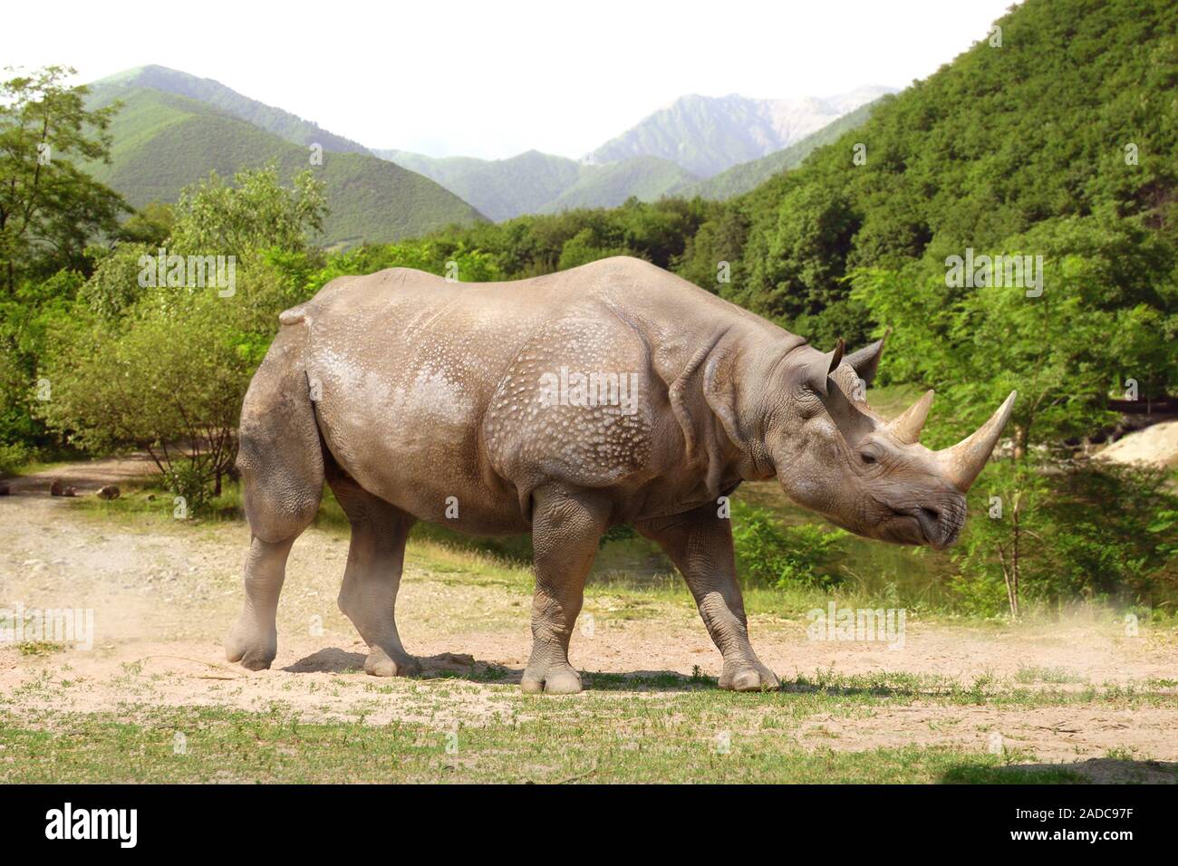 Etruscan rhinoceros (Stephanorhinus etruscus). Illustration and photo ...