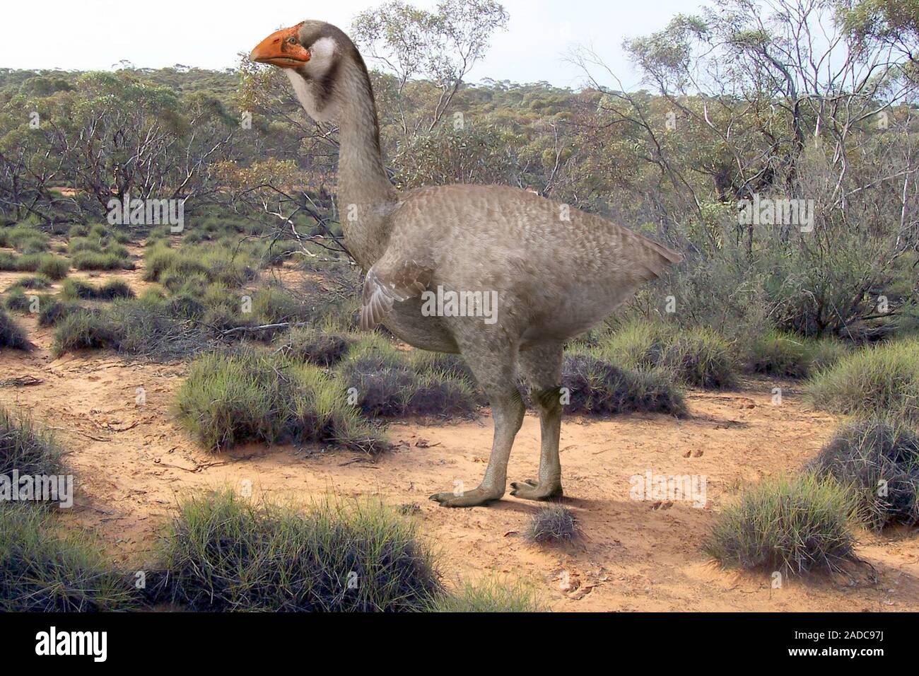 Genyornis. Illustration and photo-reconstruction of the Australian ...