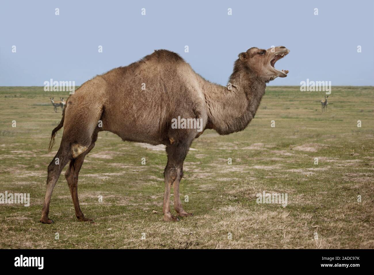Gigantocamelus spatulus. Illustration and photo-reconstruction of the ...