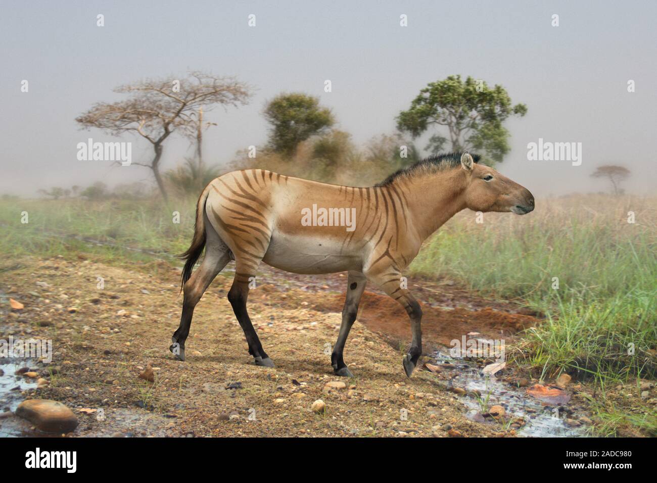 Hipparion primigenium. Illustration and photo-reconstruction of the ...
