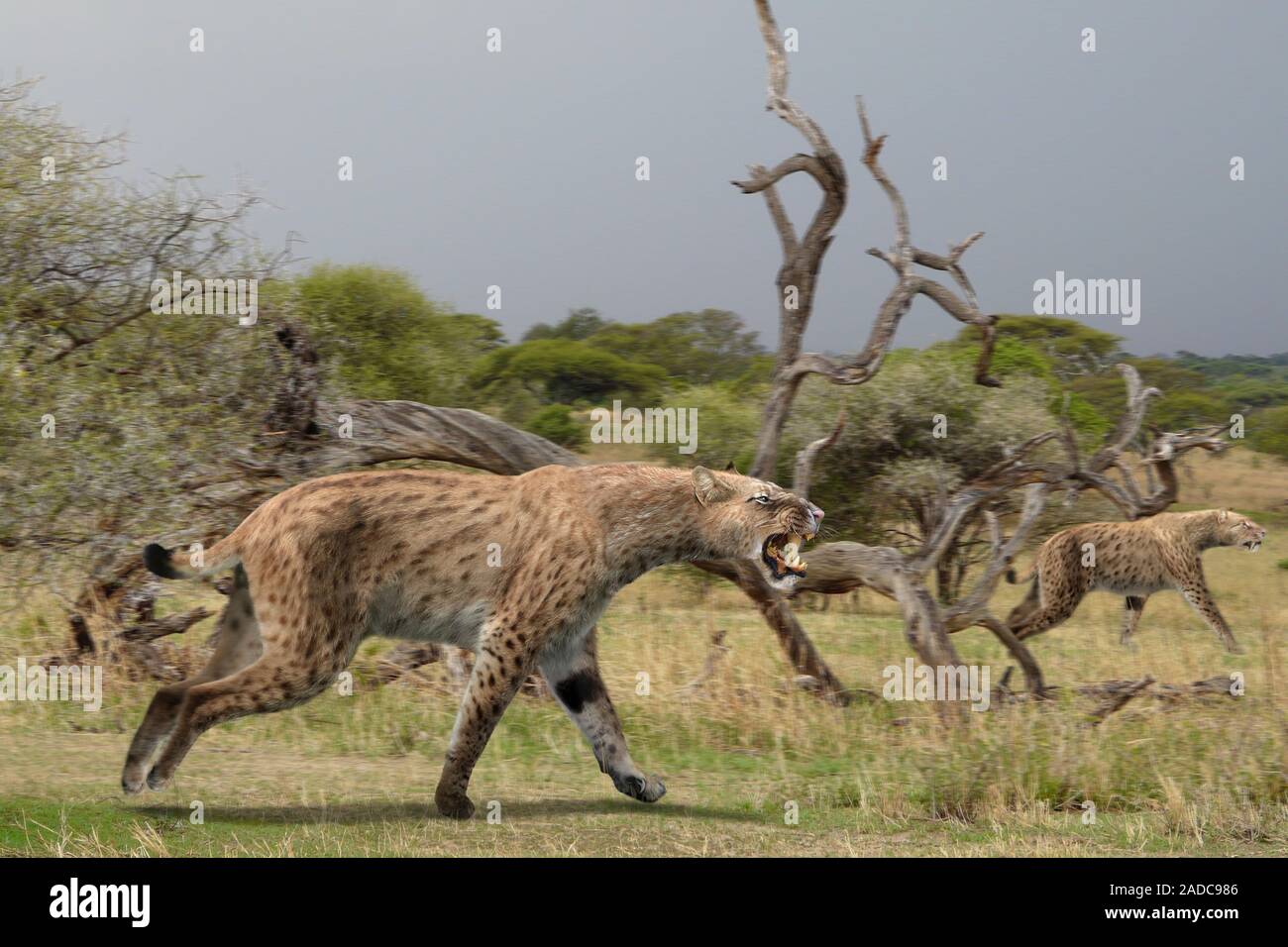 Homotherium latidens. Illustration and photo-reconstruction of two ...