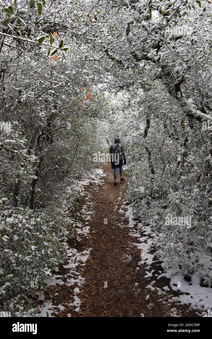 Man hiking in the snow at Mount Diablo State Park, Contra Costa County ...