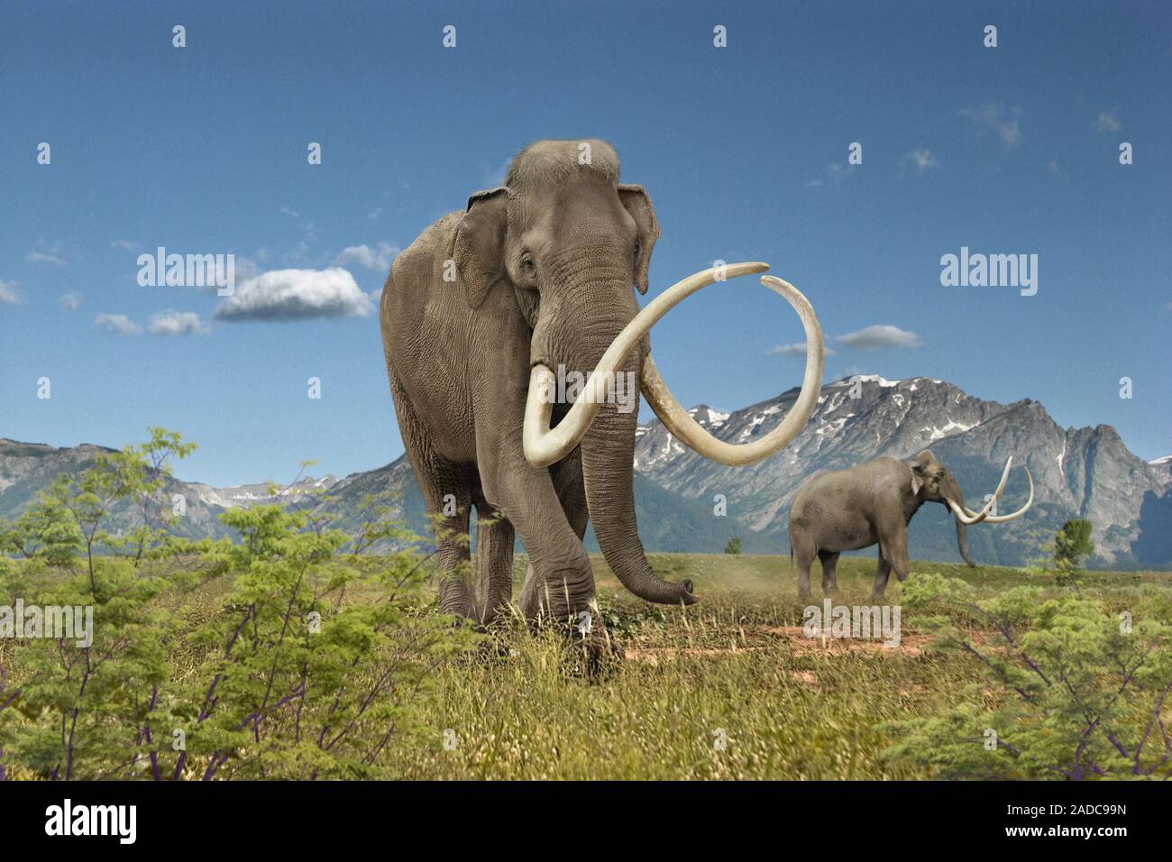 Imperial mammoth. Illustration and photo-reconstruction of two Mammoths ...