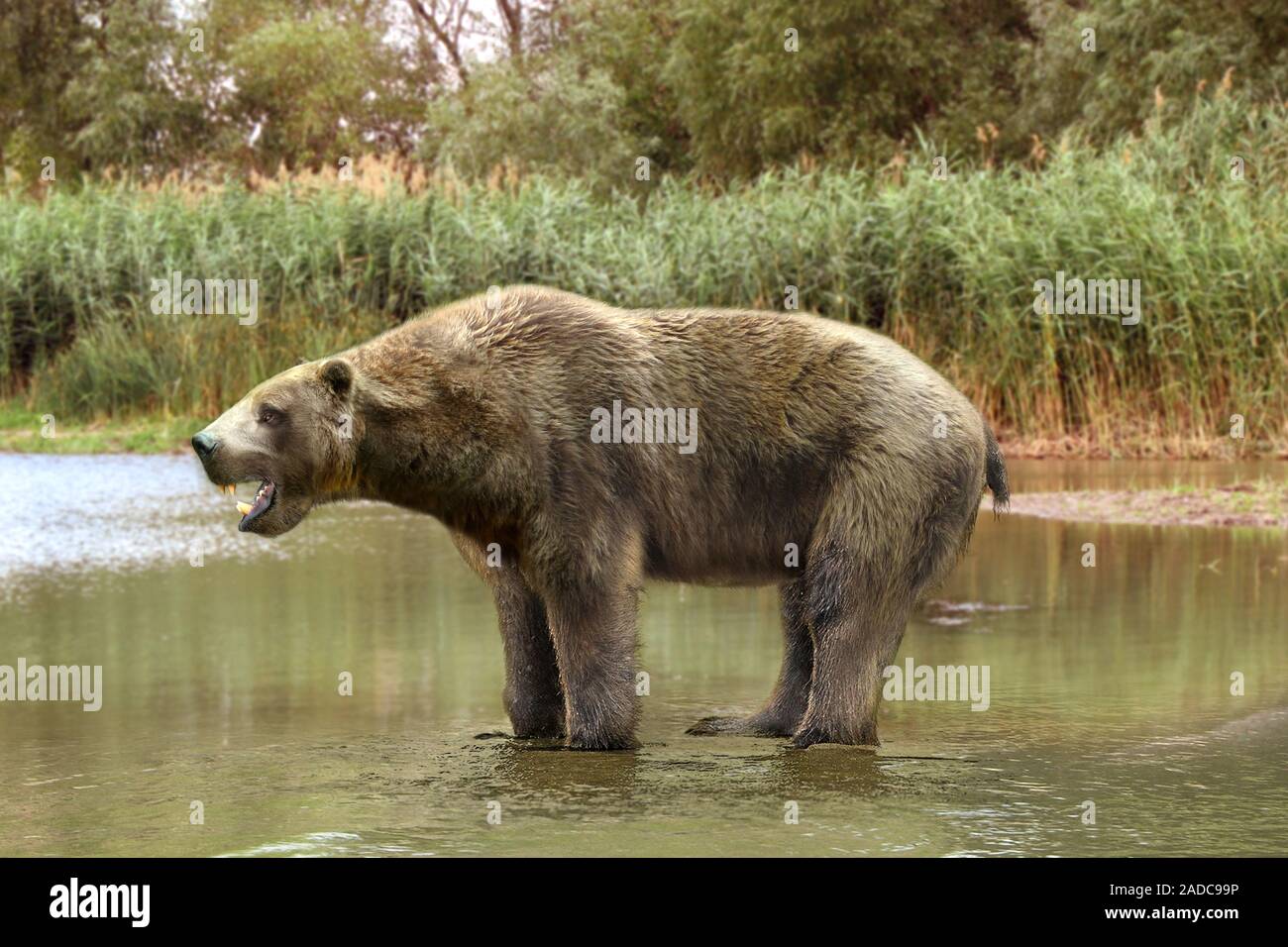 Kolponomos clallamensis. Illustration and photo-reconstruction of a ...