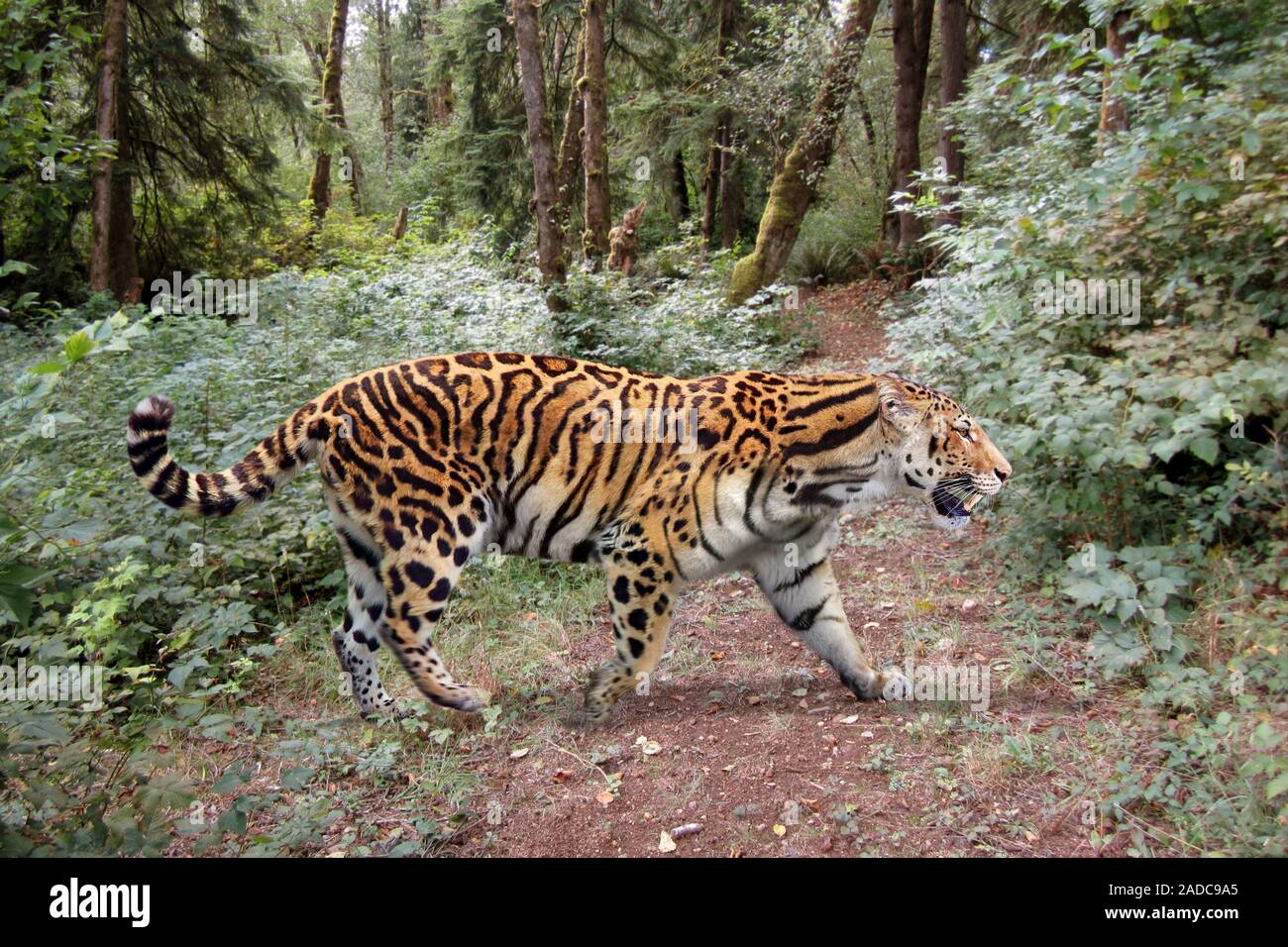 Longdan tiger (Panthera zdanskyi). Illustration and photo ...