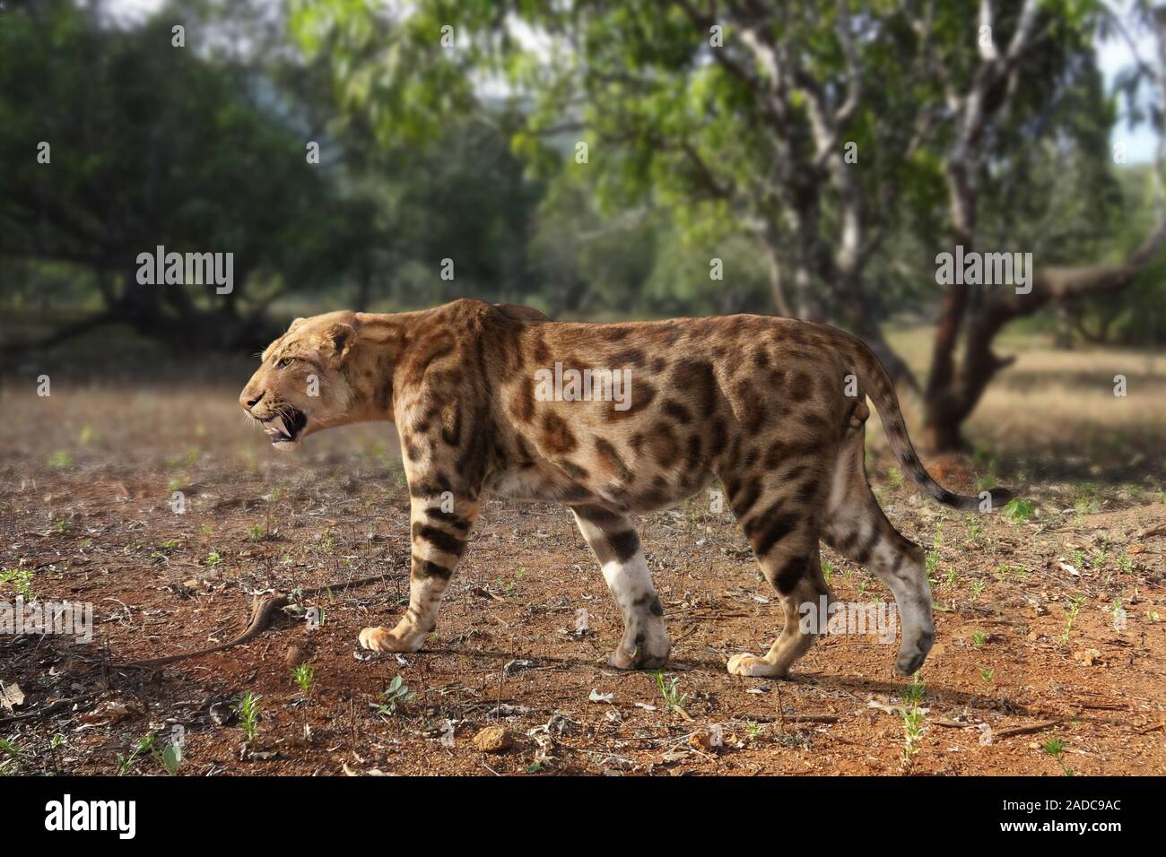 Machairodus coloradensis. Illustration and photo-reconstruction of a ...