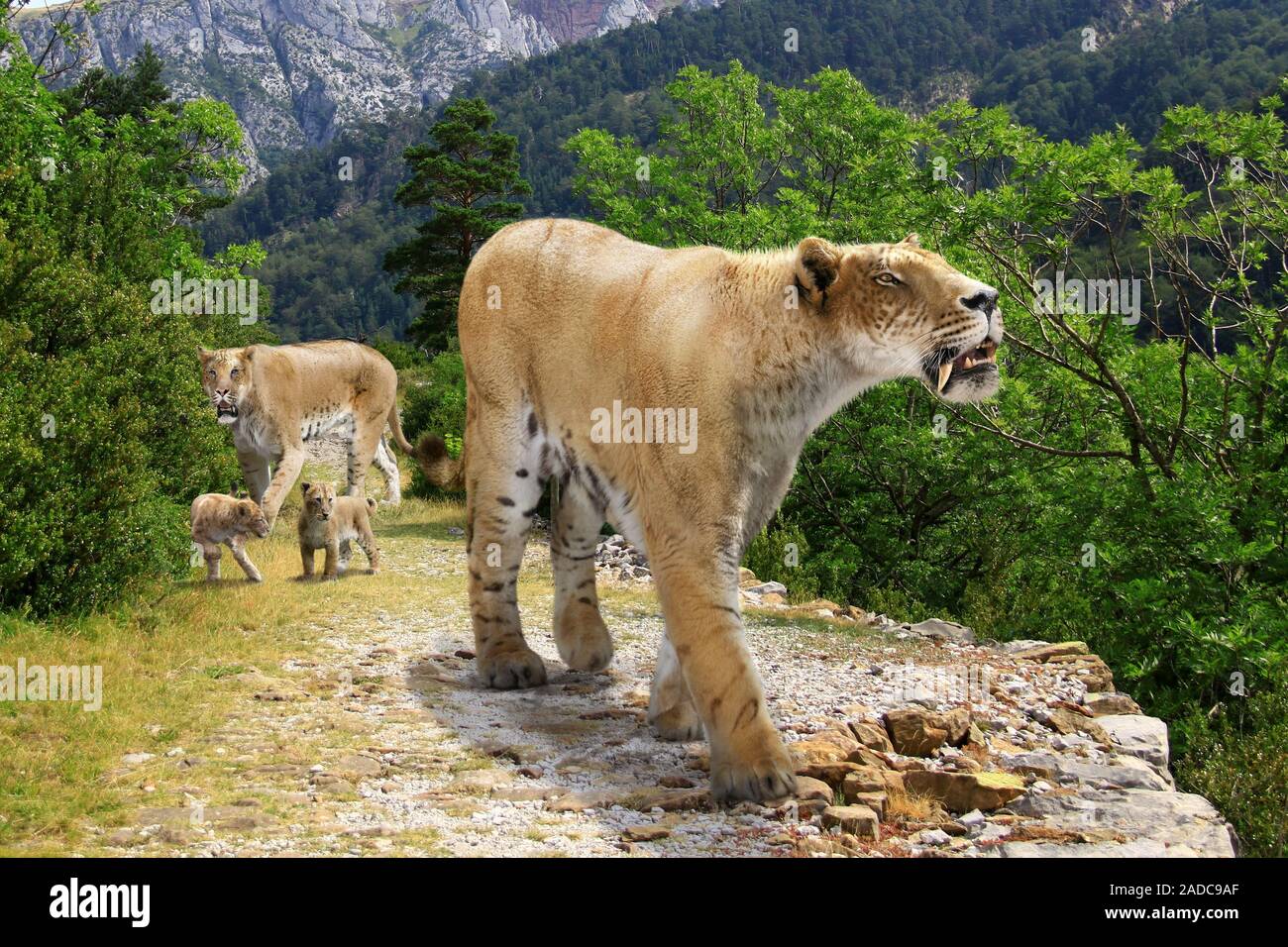 Machairodus giganteus. Illustration and photo-reconstruction of two ...