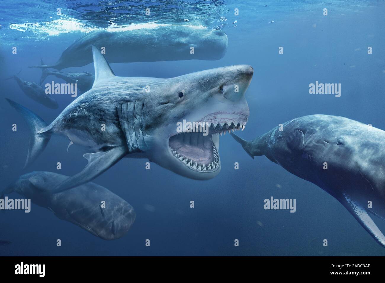 Megalodon. Illustration and photo-reconstruction of the ancient ...
