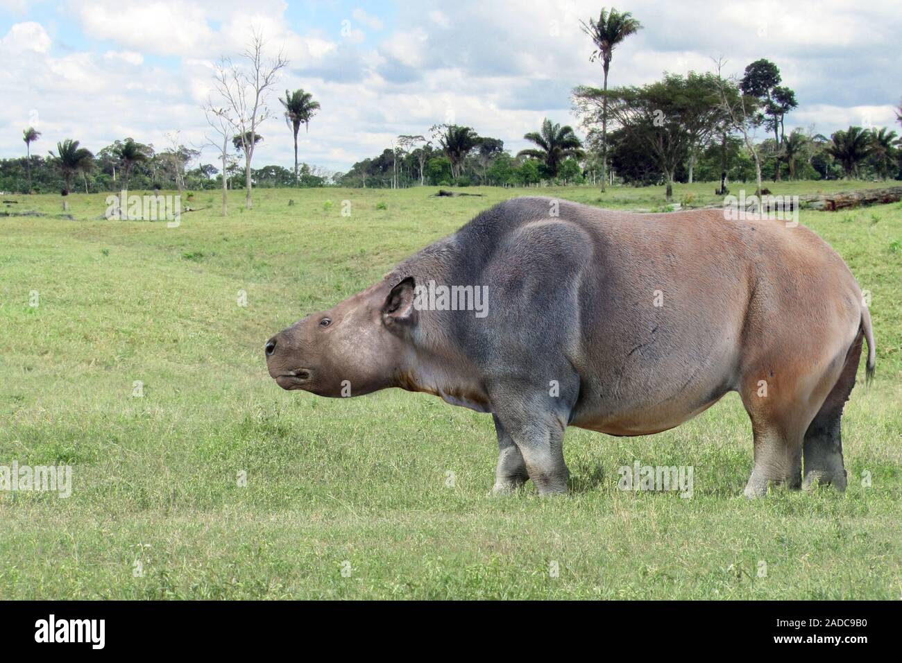 Toxodon. Illustration and photo-reconstruction of a Toxodon walking on ...