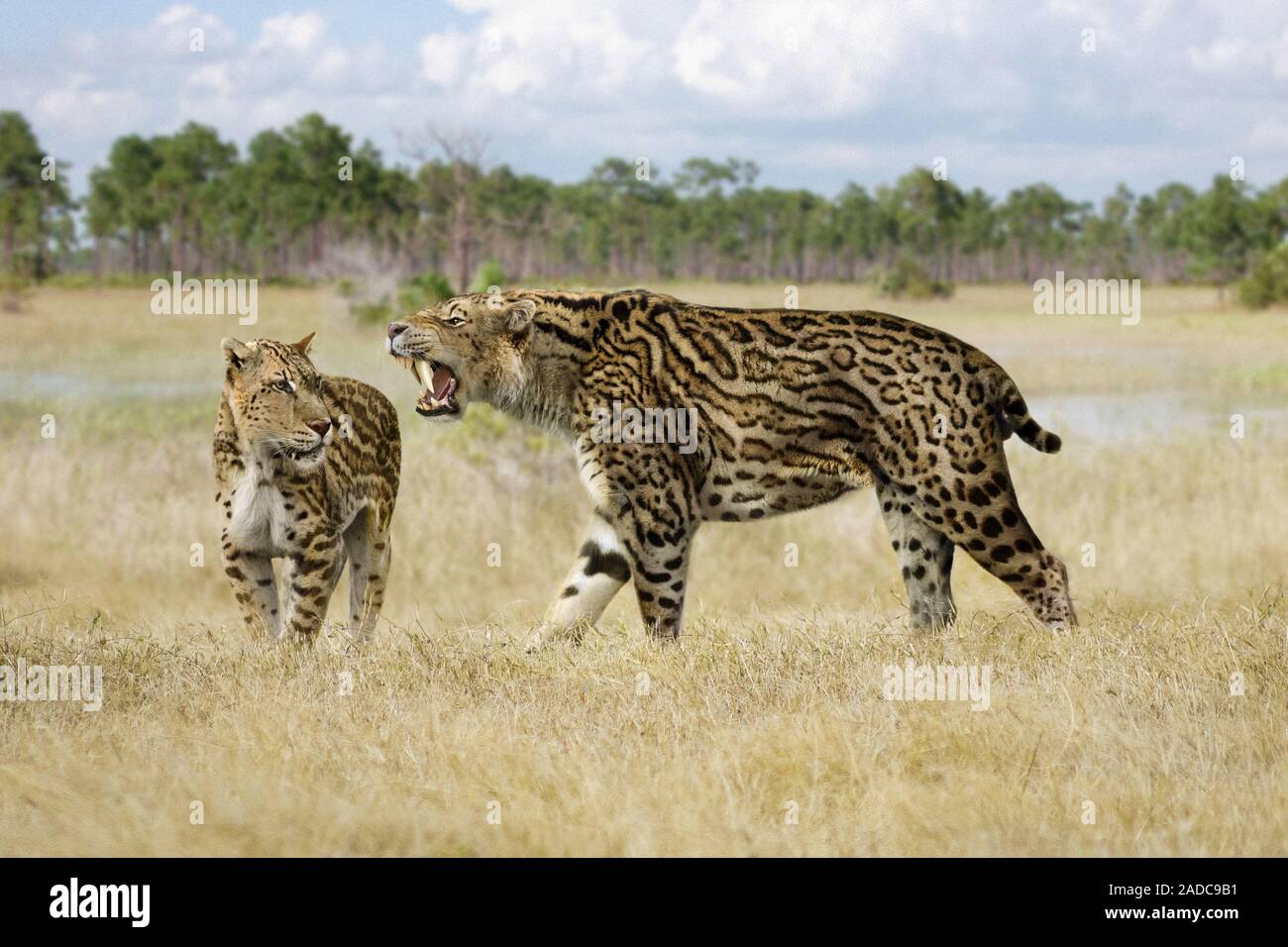 Xenosmilus hodsonae. Illustration and photo-reconstruction of two sabre ...