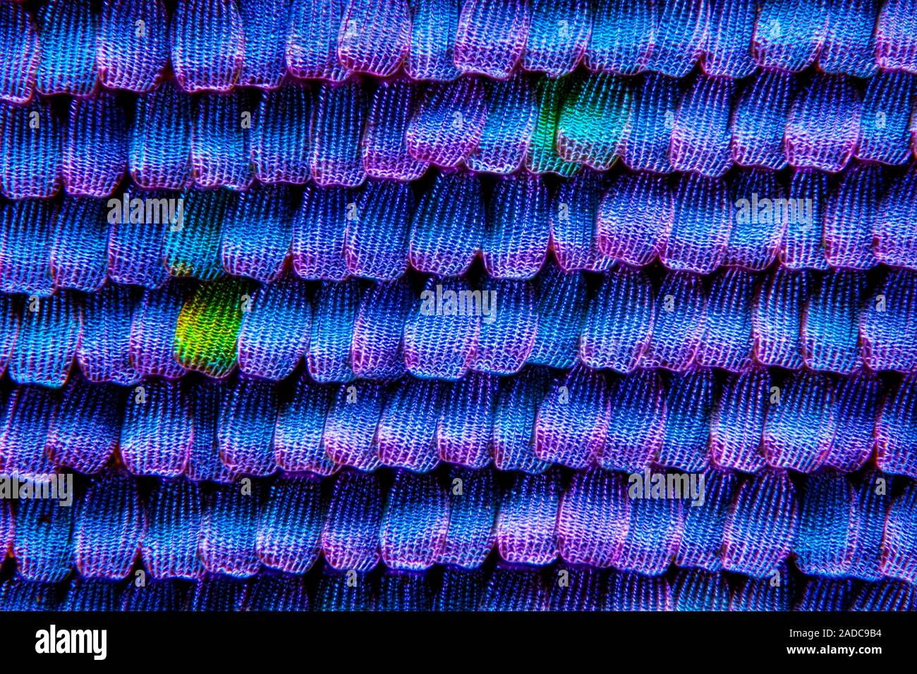 Moth wing scales. Light micrograph of scales on the wing of a Urania ...