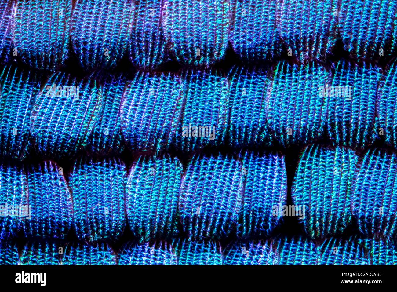 Moth wing scales. Light micrograph of scales on the wing of a Urania ...