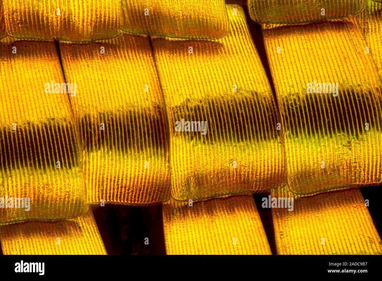 Moth wing scales. Light micrograph of scales on the wing of a Urania ...