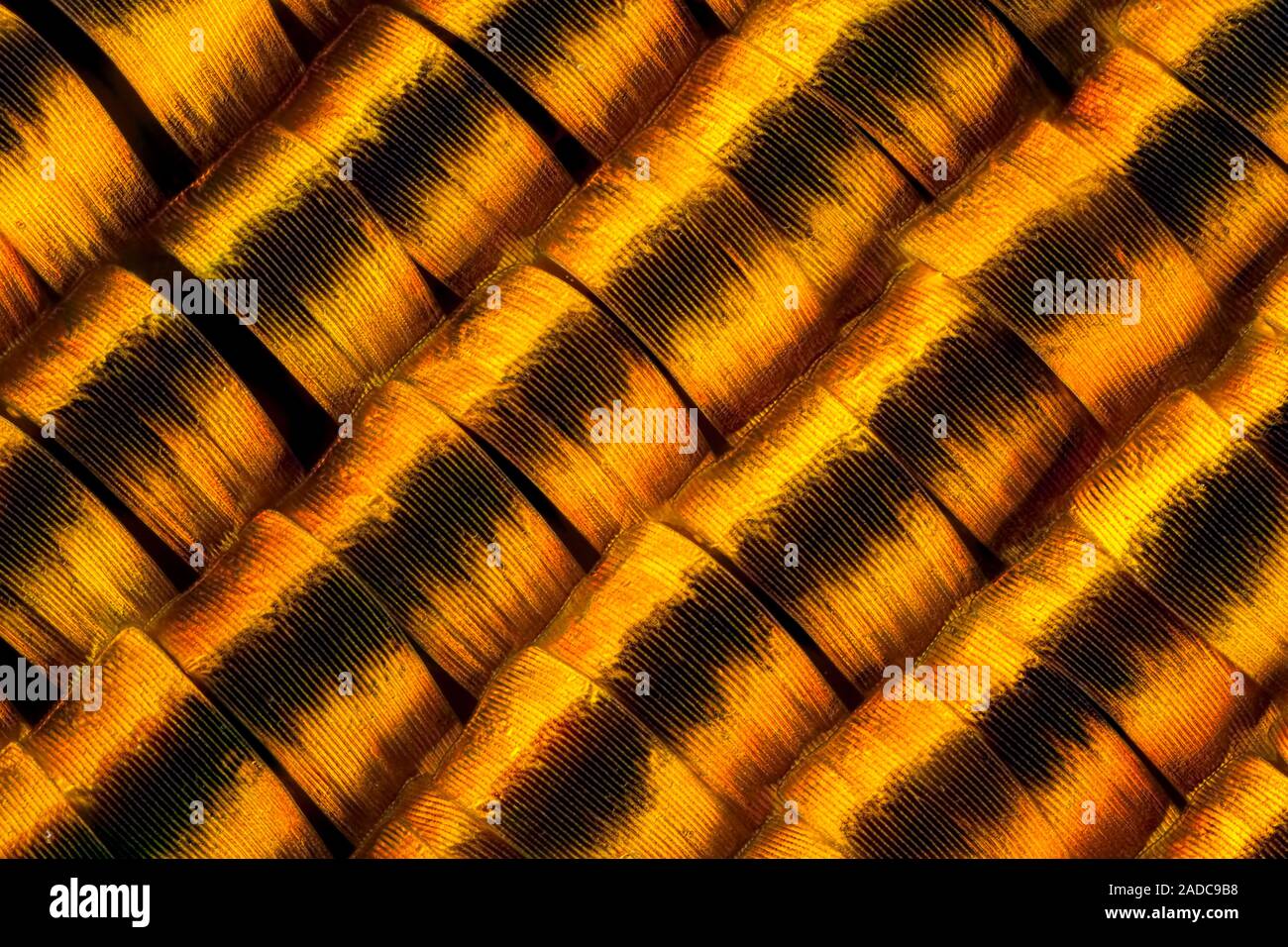 Moth wing scales. Light micrograph of scales on the wing of a Urania ...