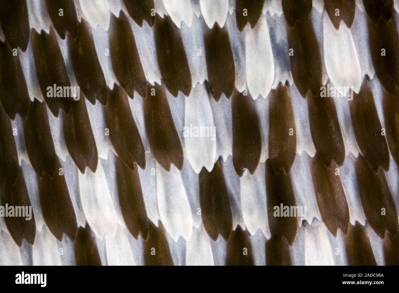 Butterfly wing scales. Light micrograph of scales on the wing of a ...