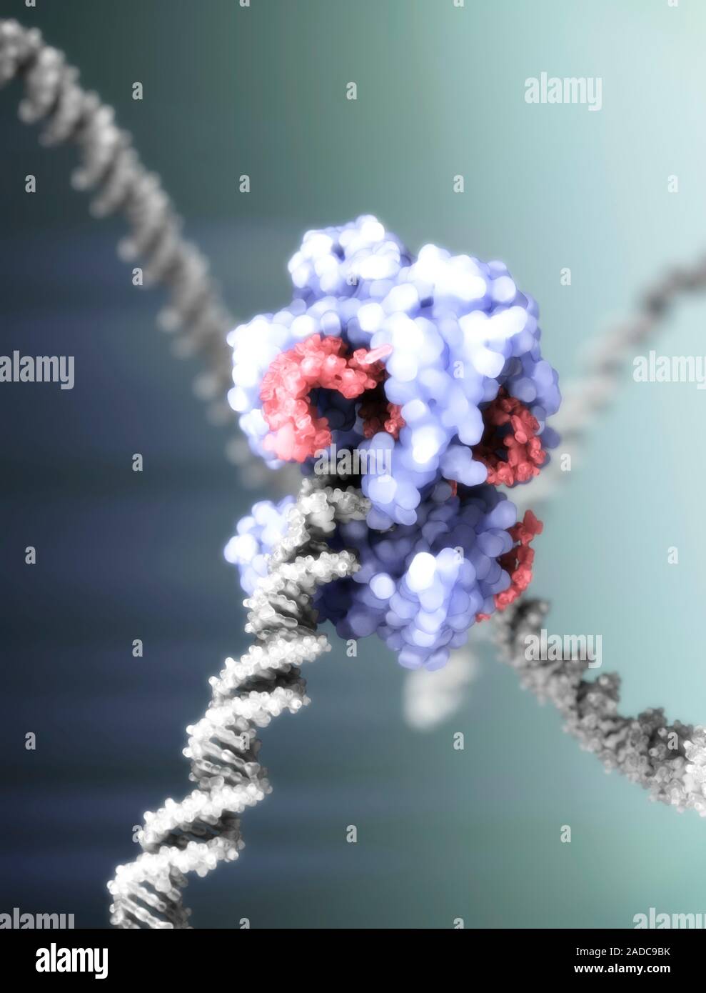CRISPR-Cas9 gene editing complex, molecular structure. The CRISPR-Cas9 ...