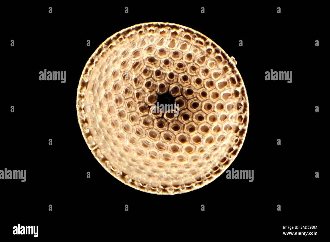 Fosssil diatom. Light micrograph of a fossilised diatom. Diatoms are ...