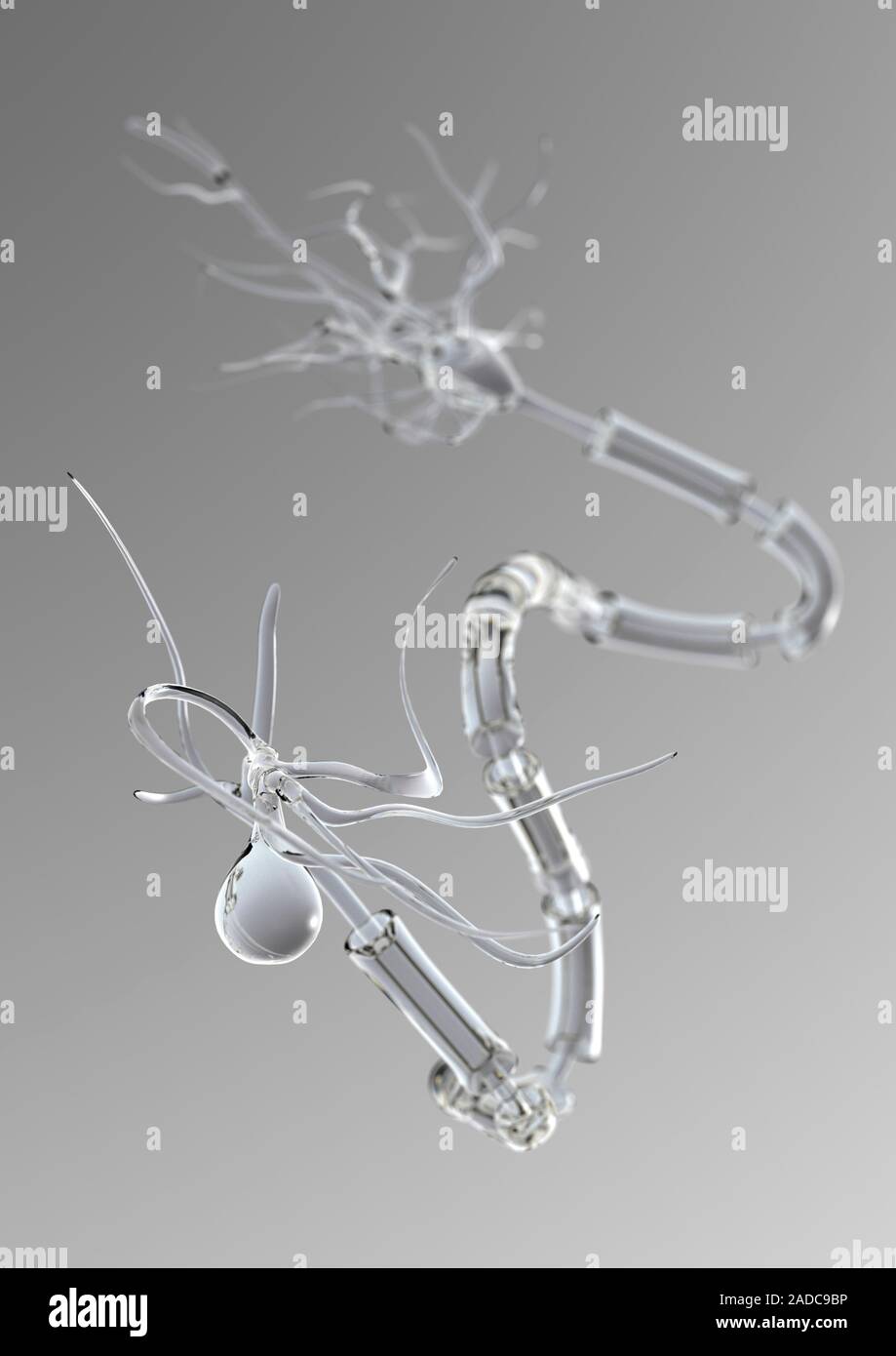 Thirst-regulating neurons, conceptual image. Illustration of the ...