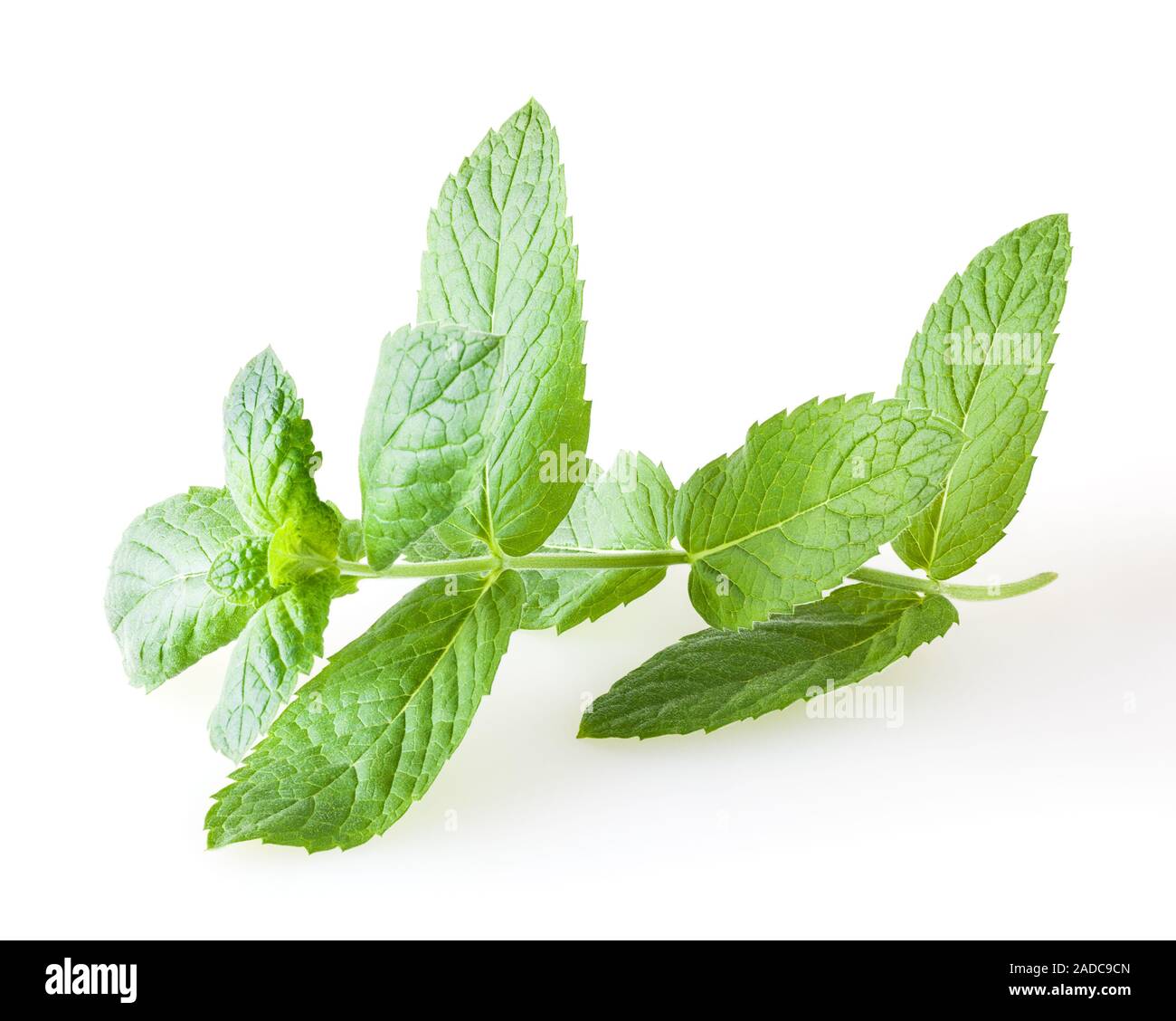 Fresh melissa leaves isolated on white background Stock Photo - Alamy