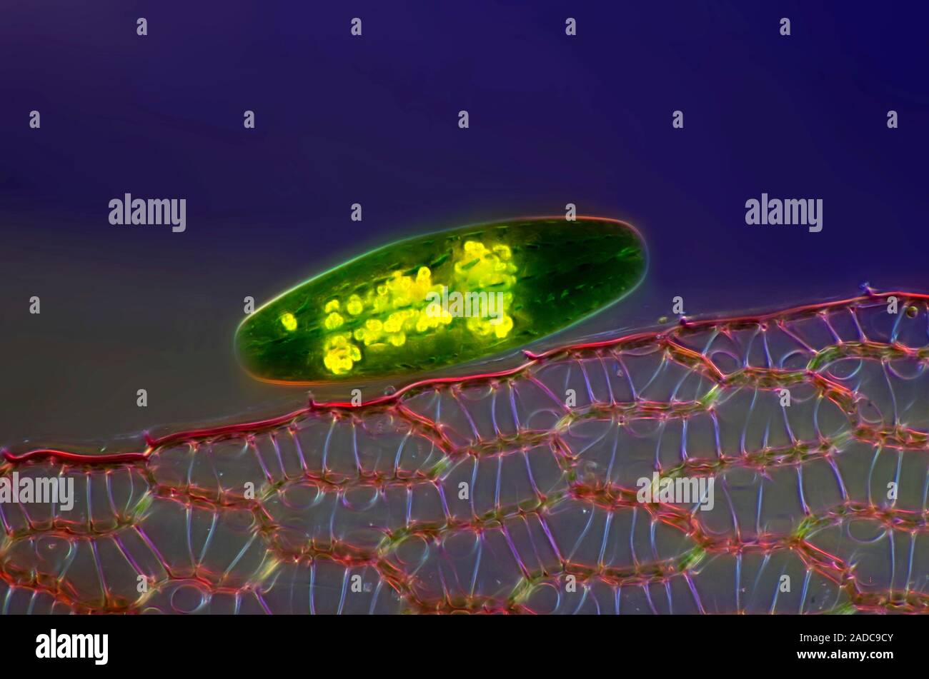 Netrium desmid alga. Polarised darkfield light micrograph of a single ...