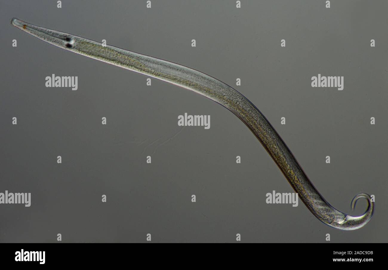 Nematode roundworm. Polarized light micrograph of a nematode (roundworm ...