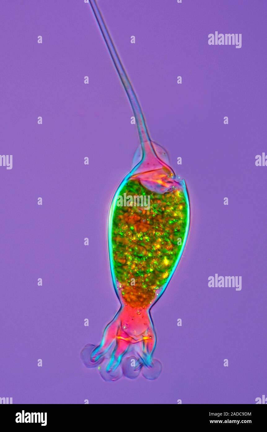 Rhizoids in green alga. Polarized light micrograph of a young ...