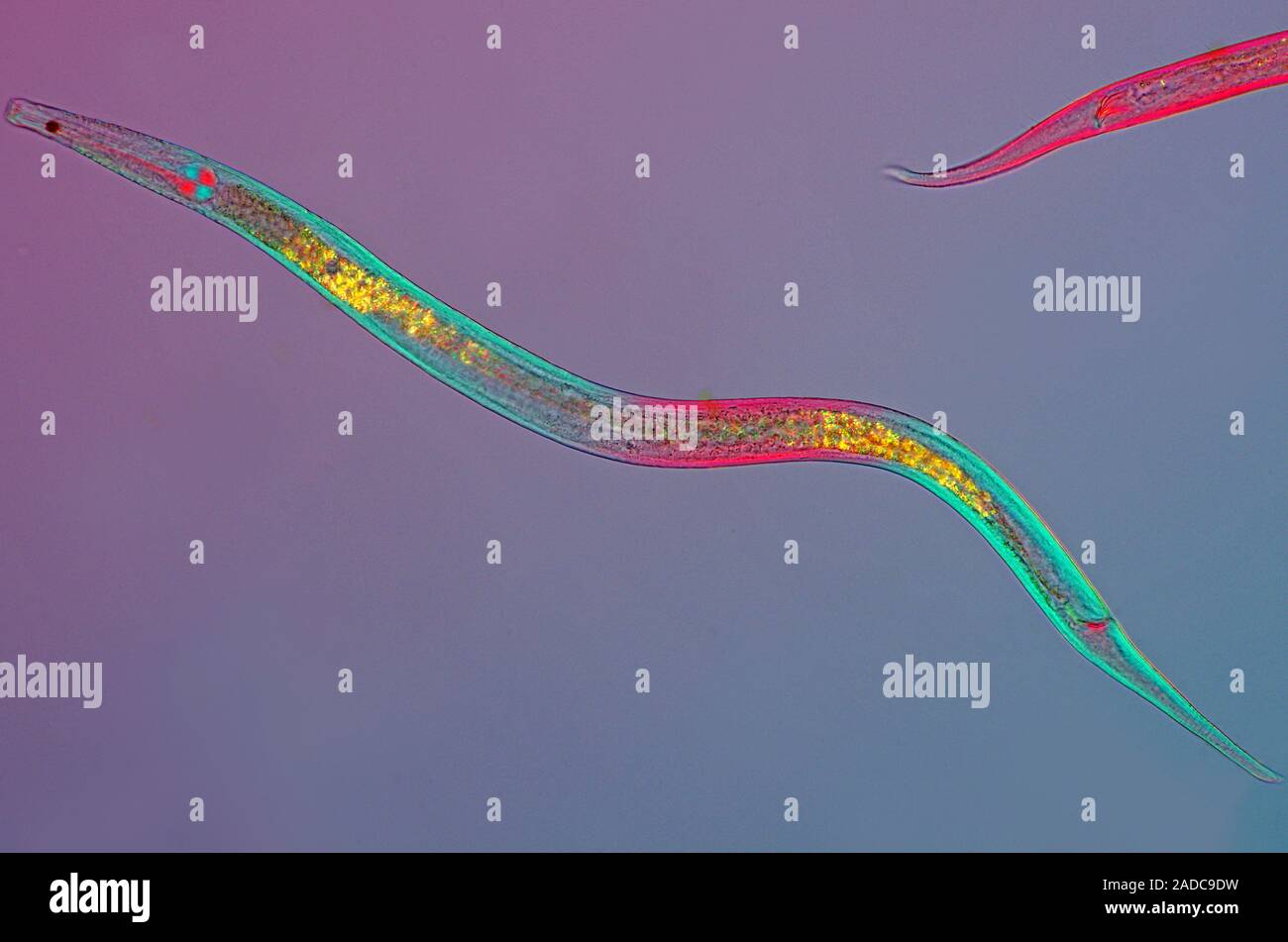 Nematode roundworm. Polarized light micrograph of a nematode (roundworm ...