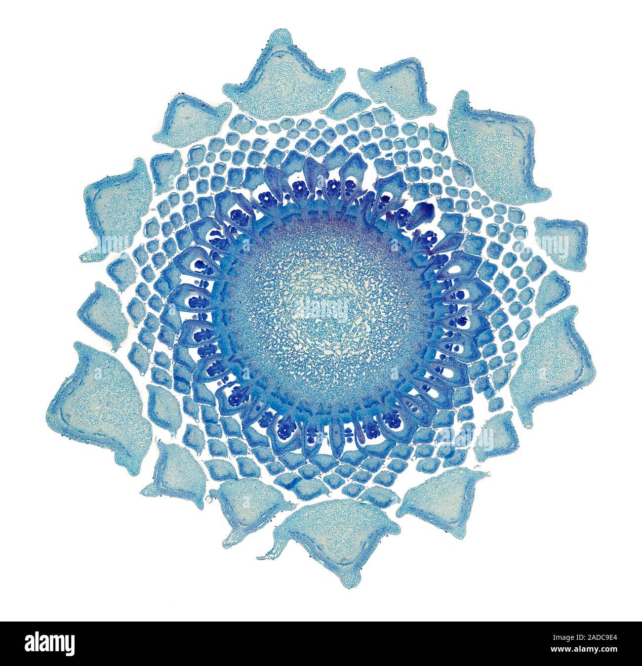 Light micrograph of a stained cross section of a teasel (Dipsacus ...