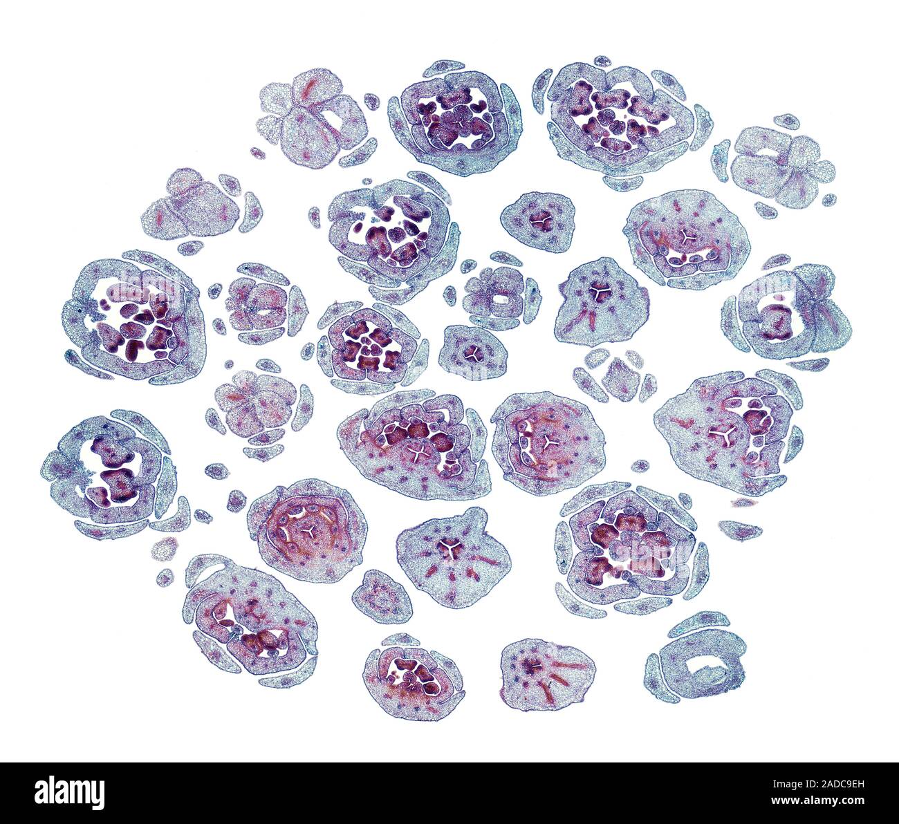 Light micrograph of a longitudinal section of a stained hydrangea bud ...