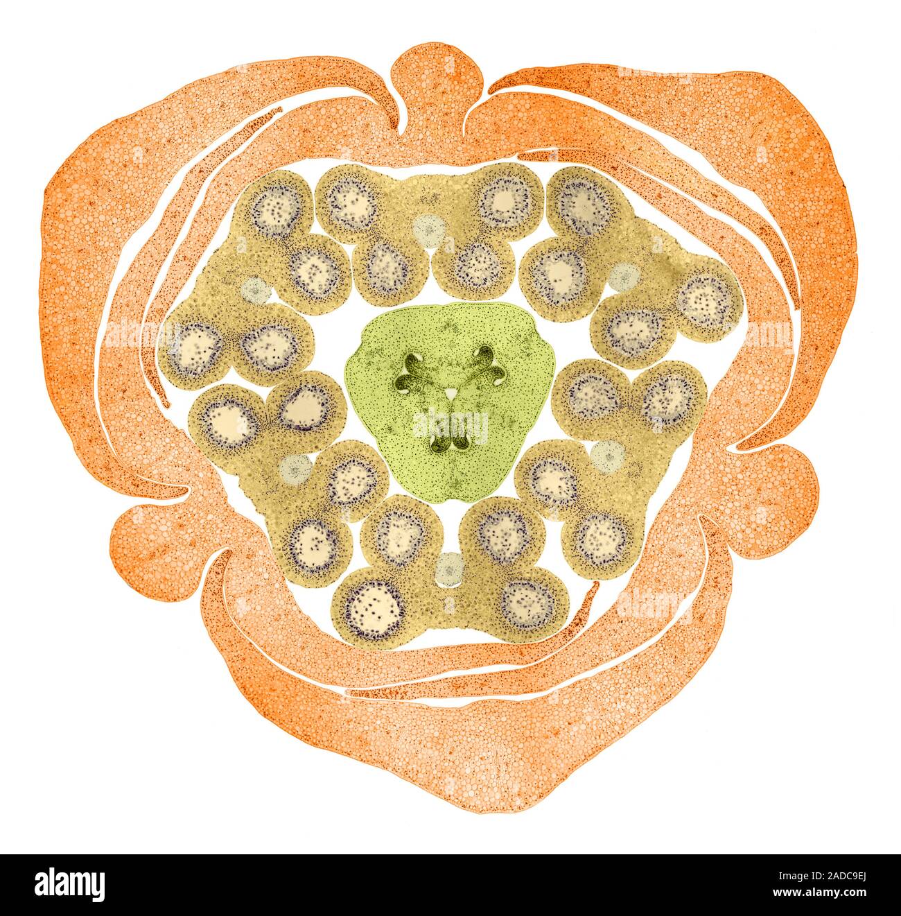 False coloured light micrograph of a cross section of a developing ...
