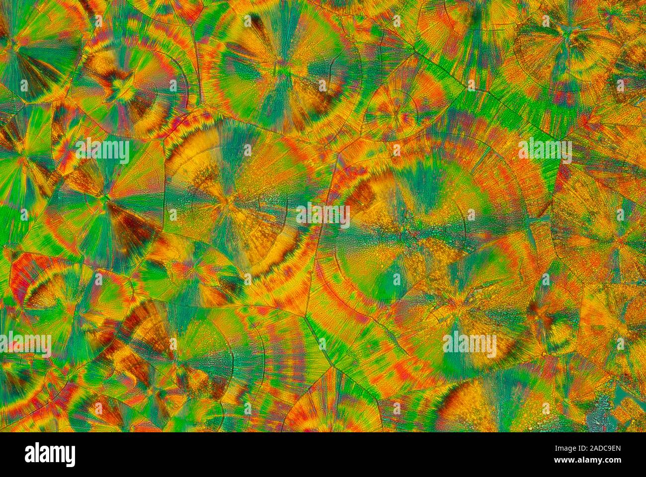 Polarised light micrograph of quinic acid, which is obtained from the ...