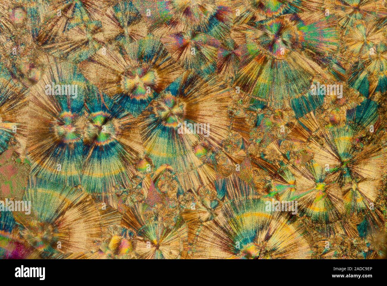 Polarised light micrograph of quinic acid which is obtained from the ...