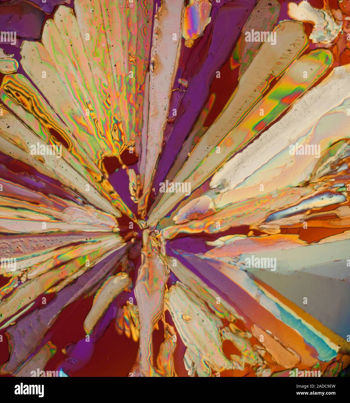 Polarised light micrograph of unrefined cane sugar. Cane sugar is ...