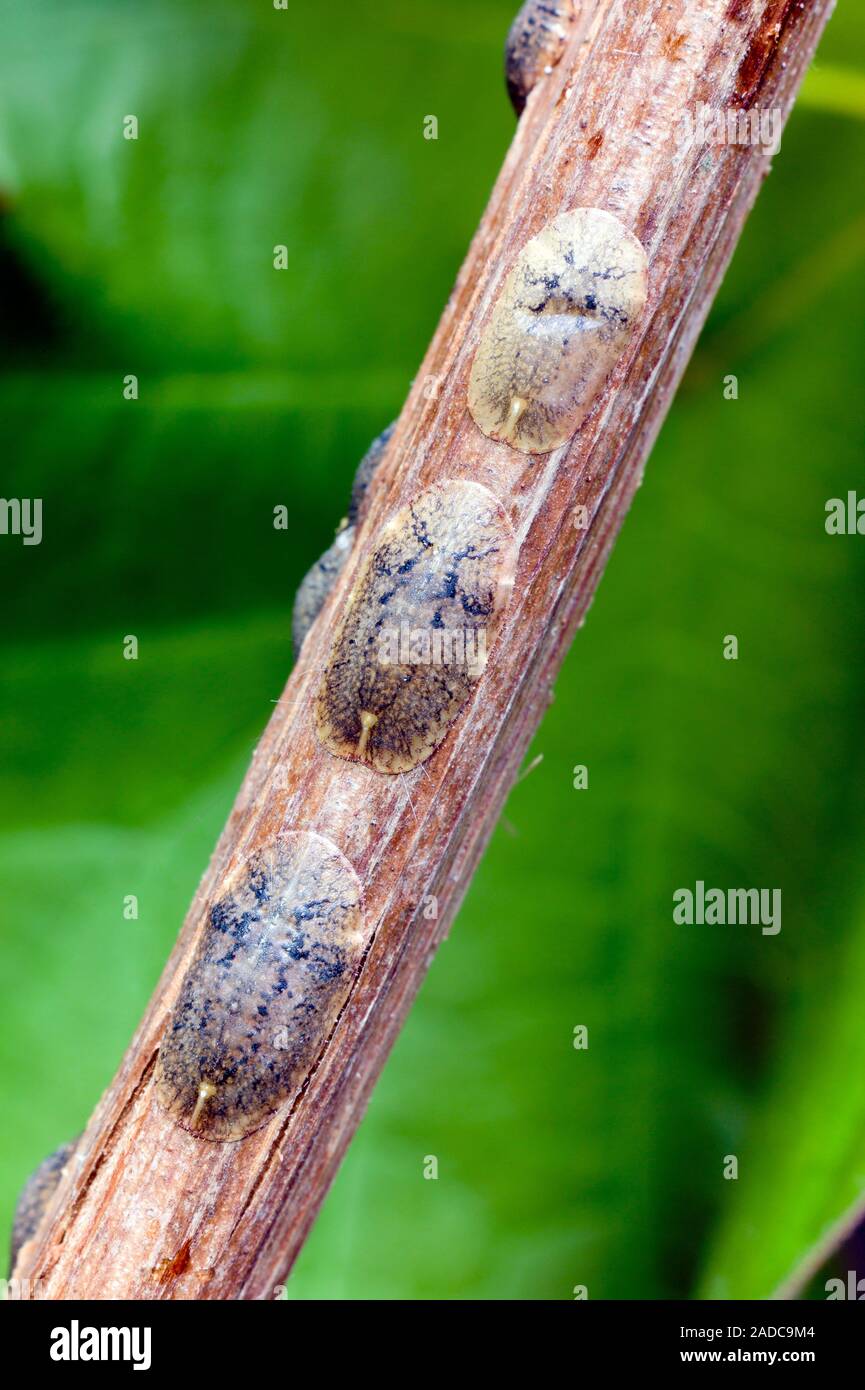 Brown scale (Parthenolecanium corni) insects on the stem of a greenhouse-grown grapevine (Vitis ...