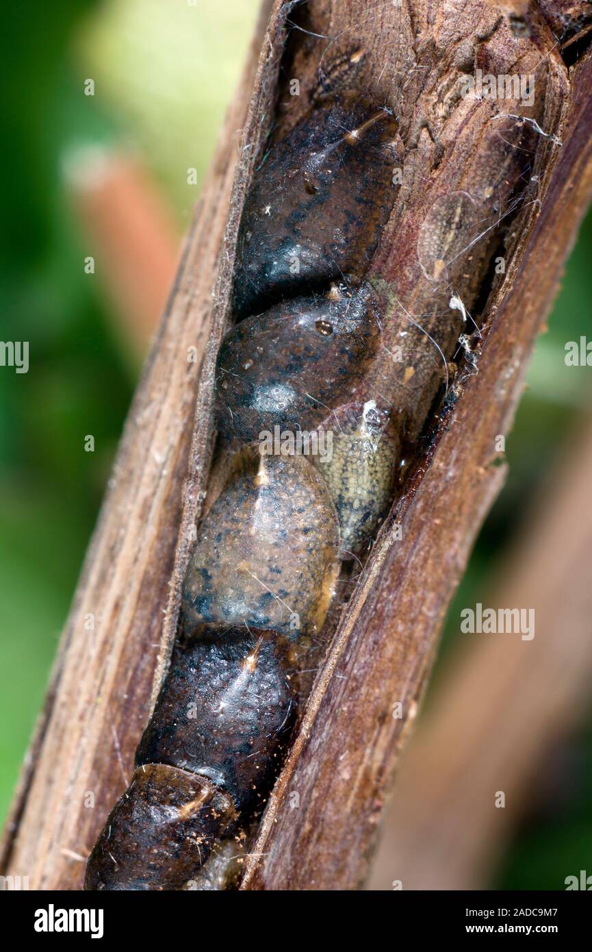 Brown scale (Parthenolecanium corni) insects on a stem of a greenhouse-grown grapevine (Vitis ...