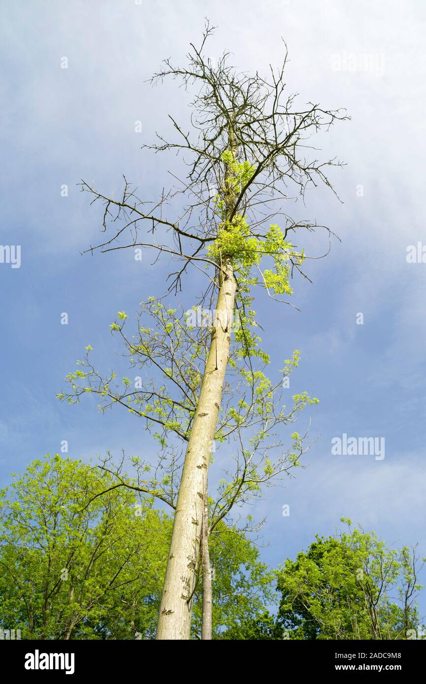 A common ash tree (Fraxinus excelsior) in Ashwellthorpe Wood, Norfolk ...