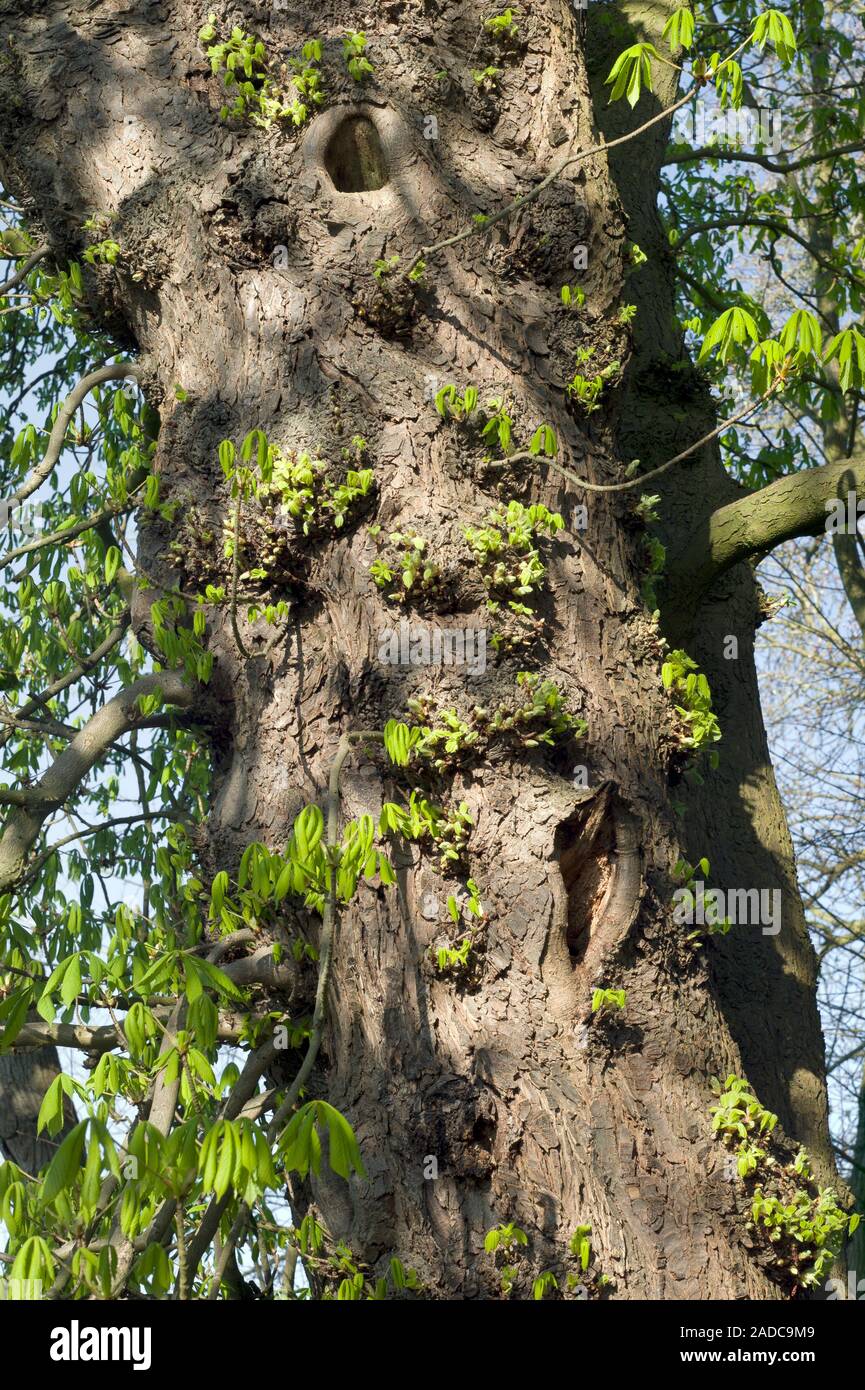 Epicormic shoots on the trunk of a horse chestnut tree (Aesculus ...