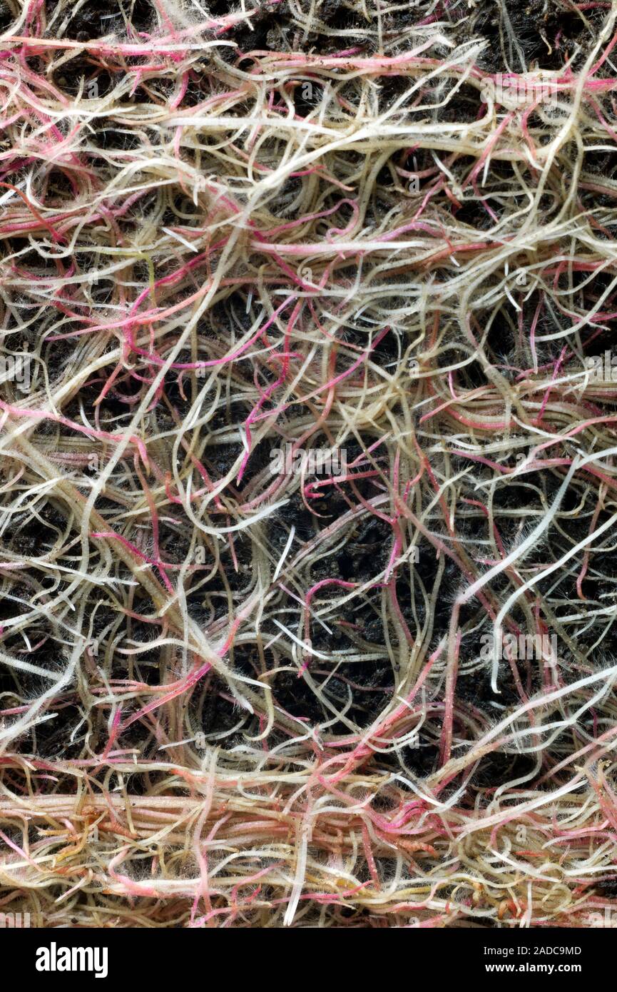 Swiss chard (Beta vulgaris) roots. Young roots Swiss chard seedlings ...