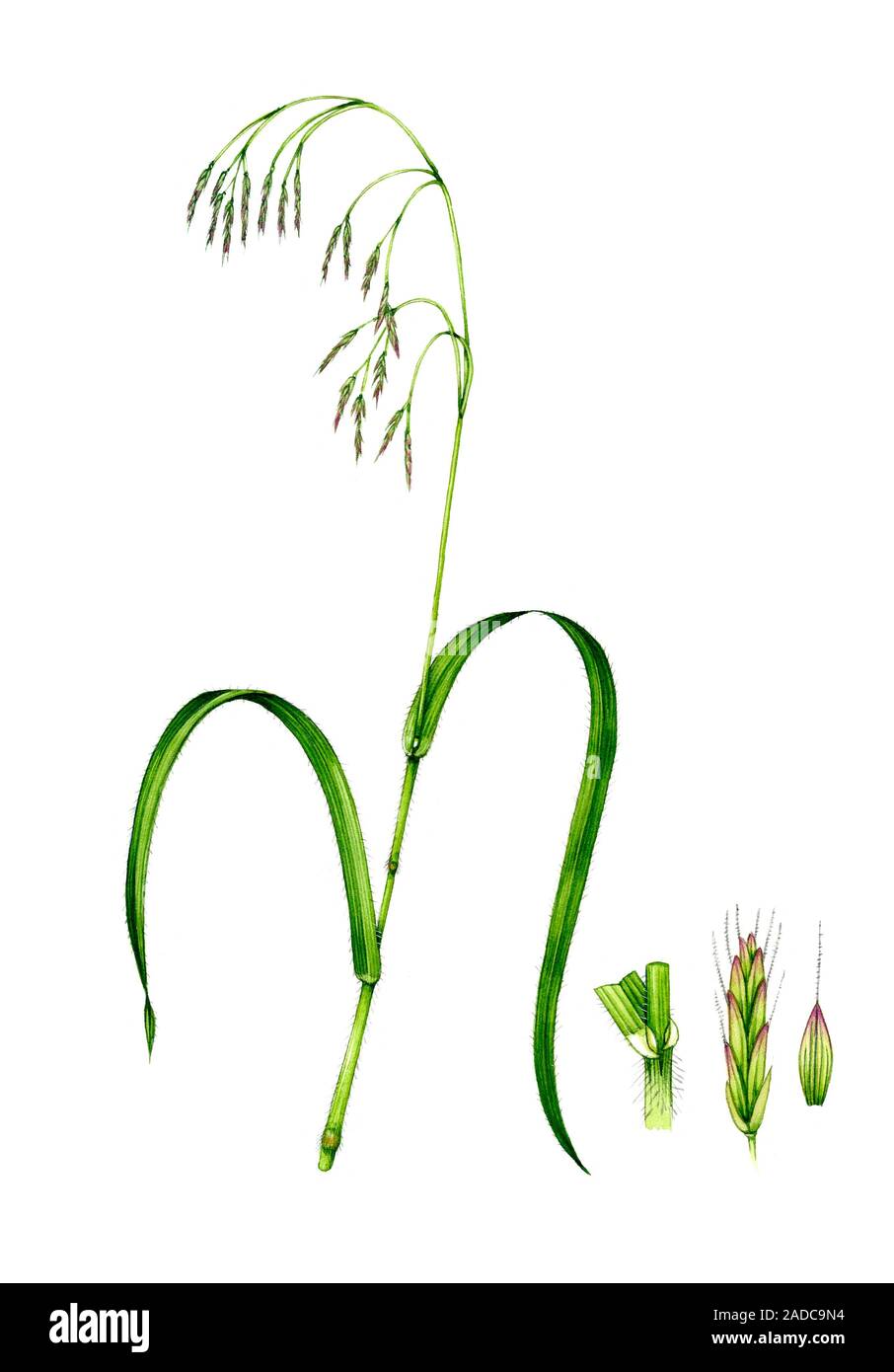Hairy wood brome (Bromopsis ramosa) in flower, illustration Stock Photo ...