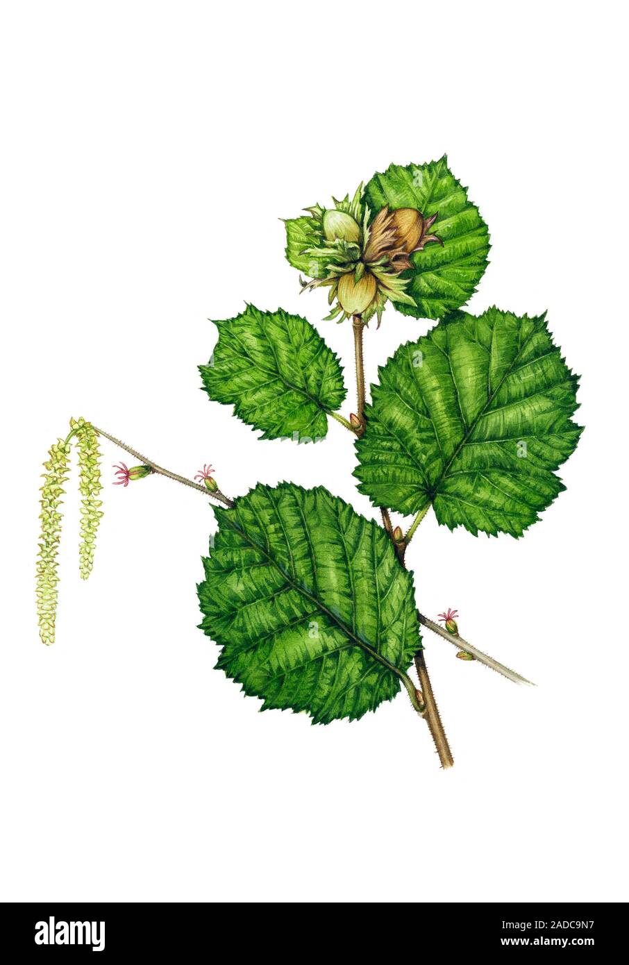 Hazel (Corylus avellana) in flower. Illustration showing leaves (green ...