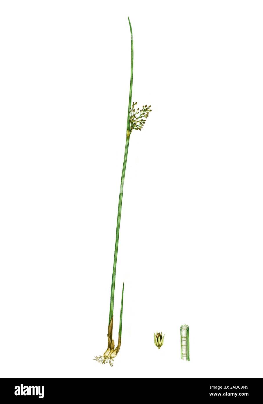 European meadow rush (Juncus inflexus) in flower, illustration Stock ...