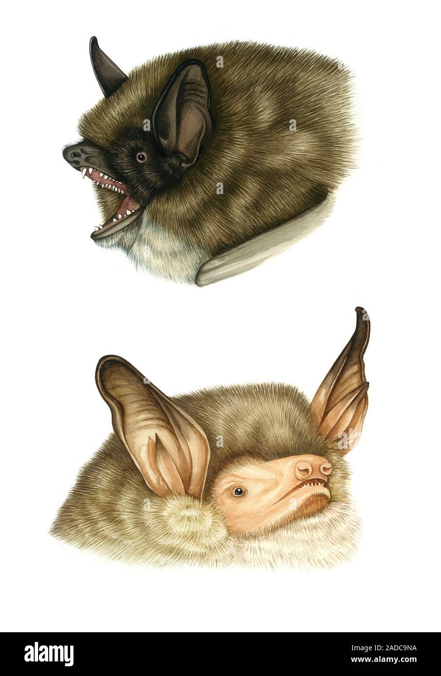 Whiskered and natterer's bats. Illustration showing the heads of a ...
