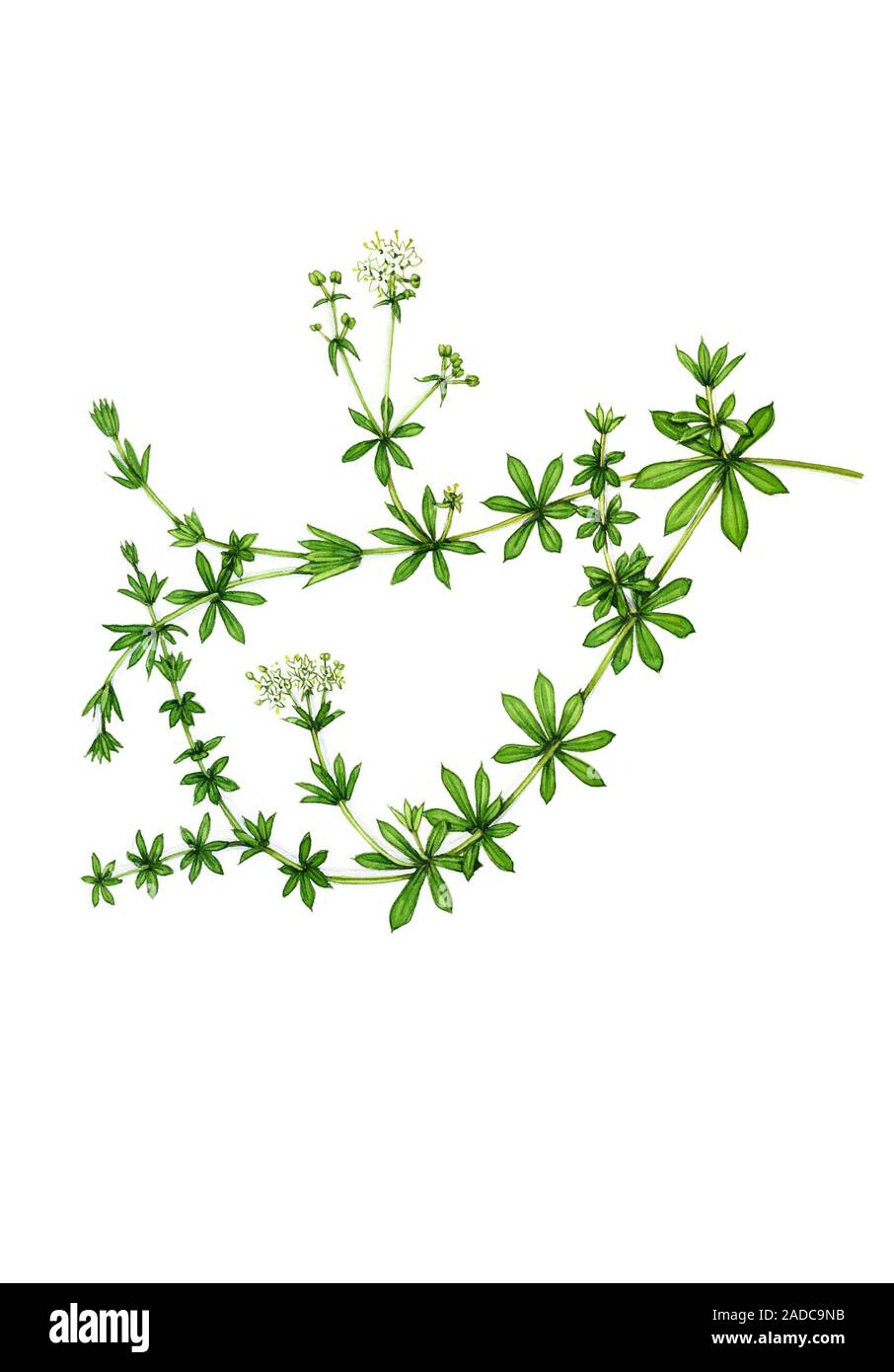 Heath bedstraw (Galium saxatile) in flower. Illustration showing leaves ...