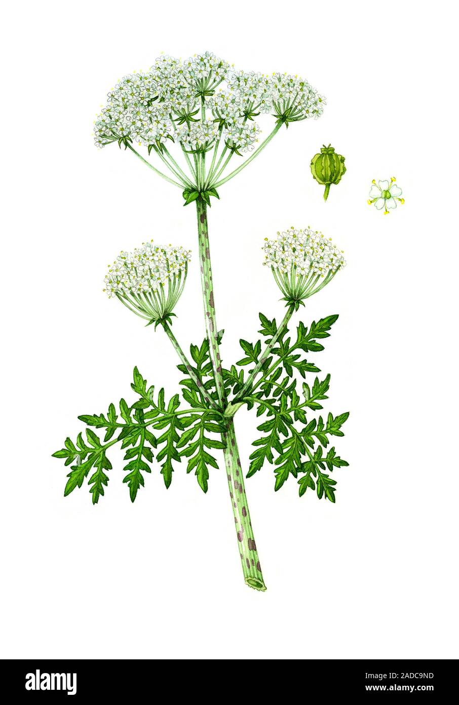 Hemlock (Conium maculatum) in flower, illustration Stock Photo - Alamy