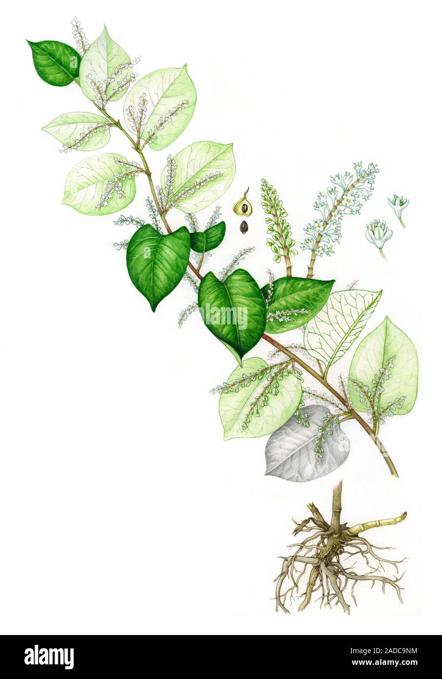 Japanese knotweed (Fallopia japonica) in flower, illustration Stock ...