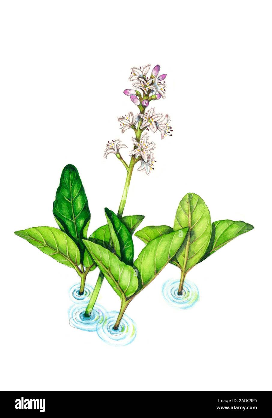 Bog bean (Menyanthes trifoliata) in flower, illustration Stock Photo ...