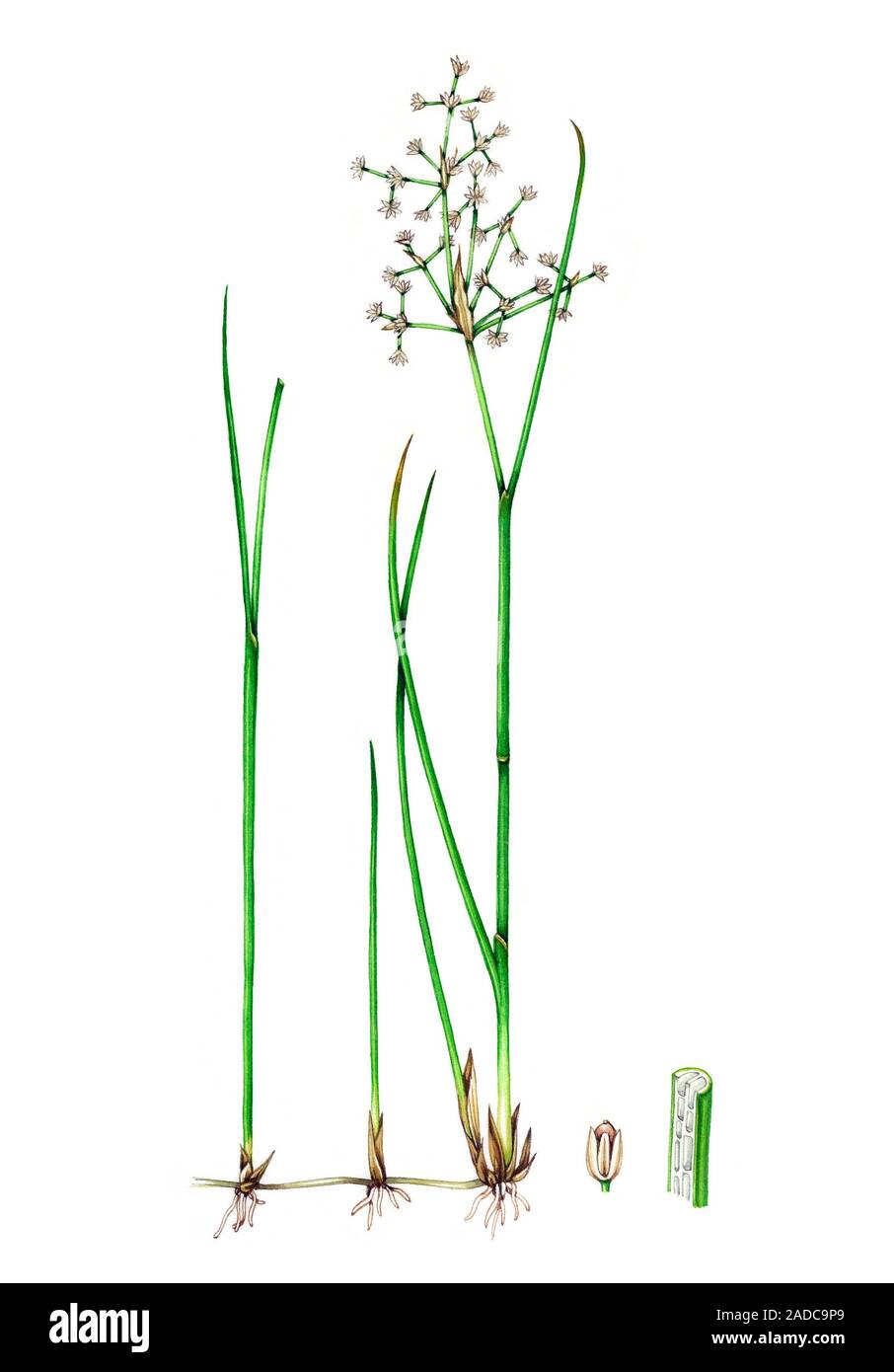 Blunt-flowered rush (Juncus subnodulosus). Illustration showing the ...